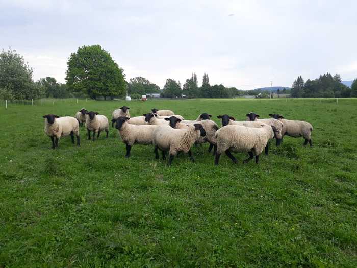 Ovce Suffolk :: Md365